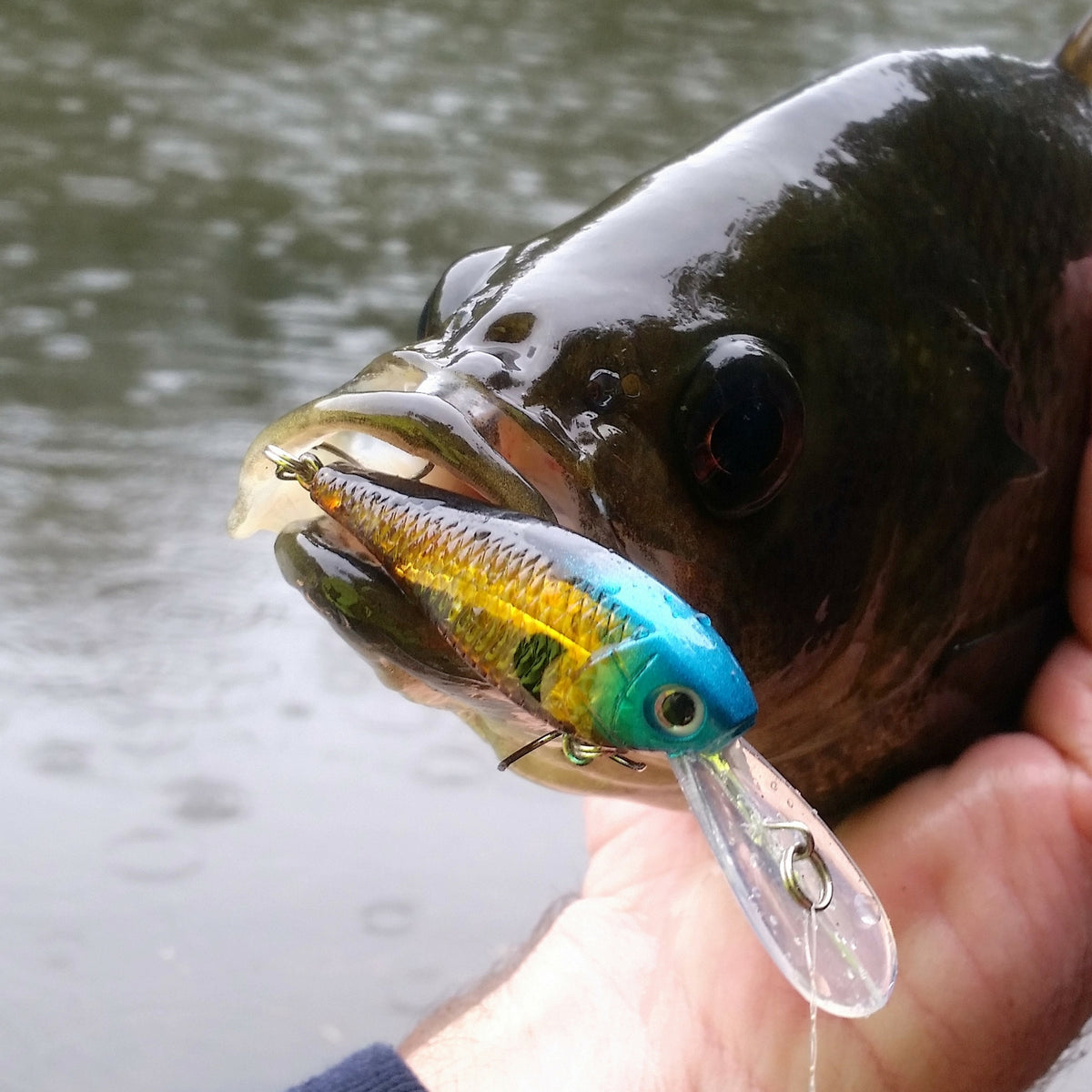 Finesse 'Madbass' In Action – Blue Seas Tackle Co